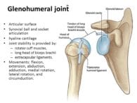 Glenohumeral Instability – Mississauga Chiropractor and Physiotherapy ...