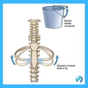 Rib Pain – Mississauga Chiropractor and Physiotherapy Clinic – FREE ...